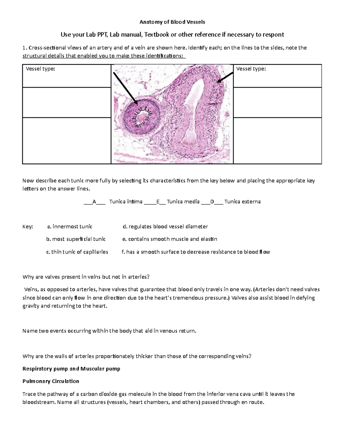 Anatomy of Blood Vessels: Detailed Study Guide for Bio 101 - Studocu