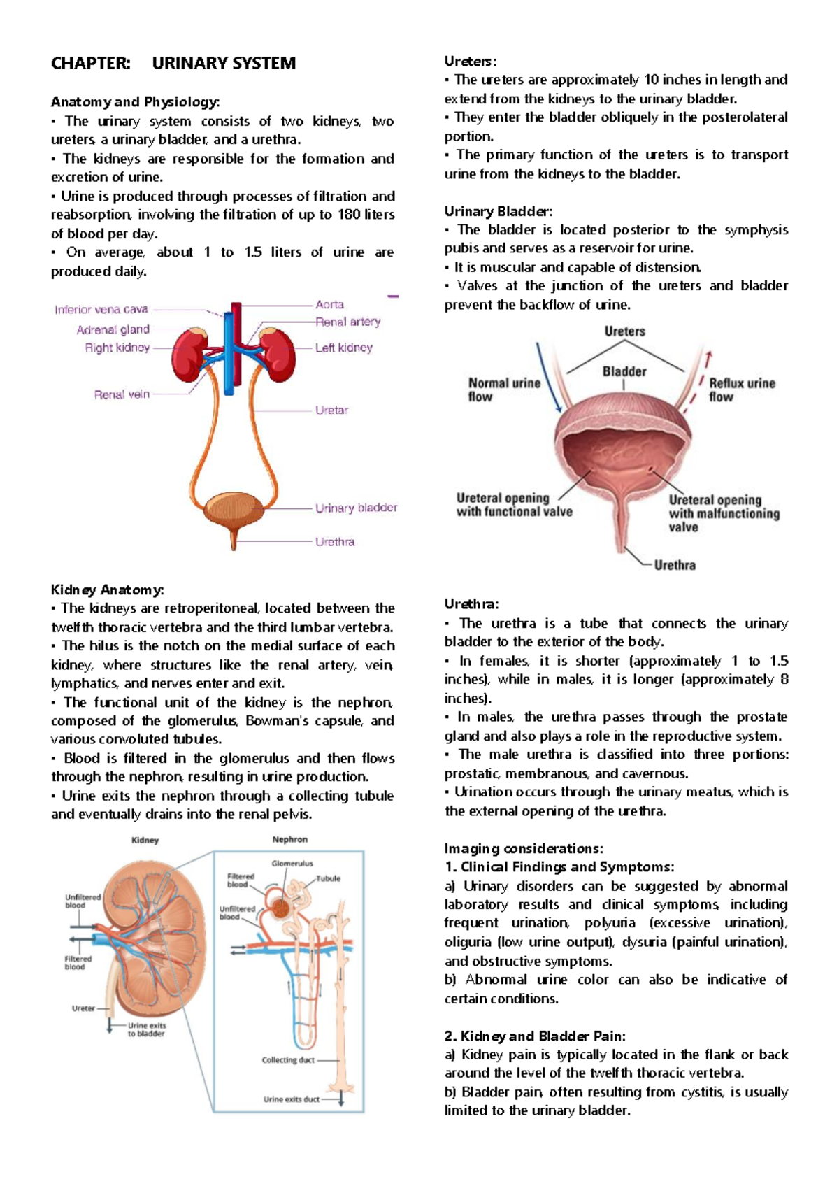 CHAPTER: URINARY SYSTEM Anatomy and Physiology Notes (Pathology) - Studocu