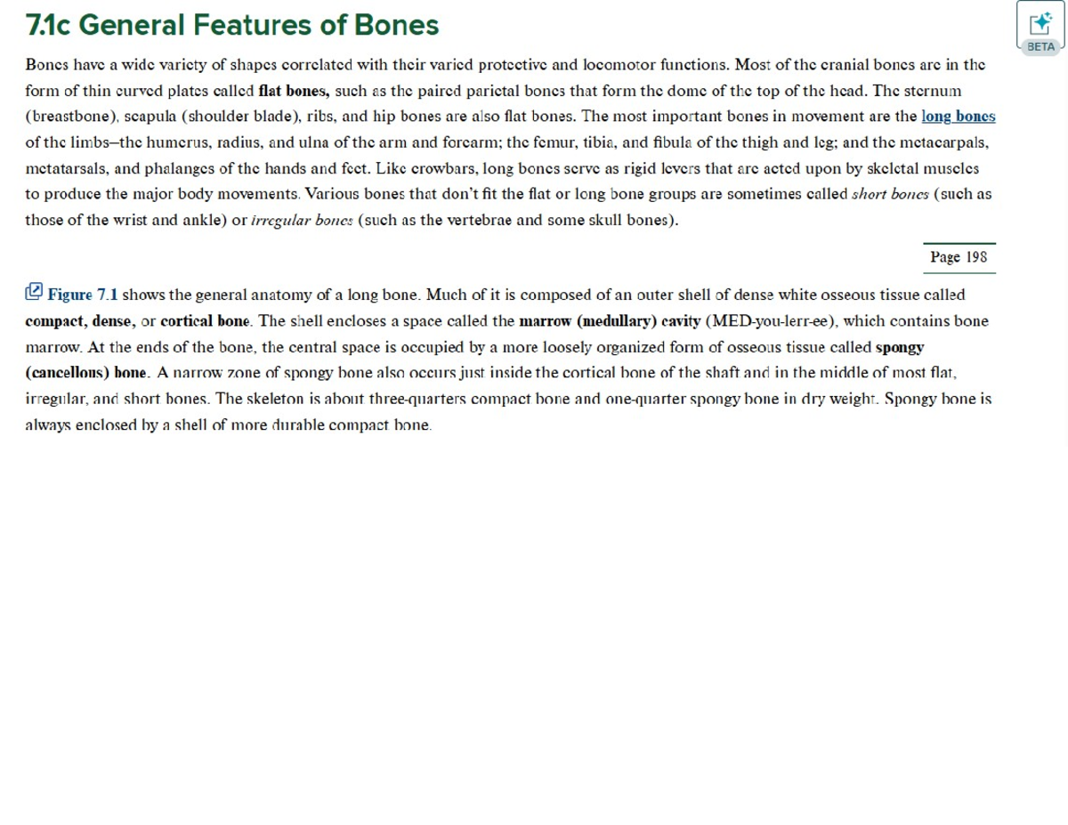 7.1c General Features of Bones: Structure and Function Overview - Studocu