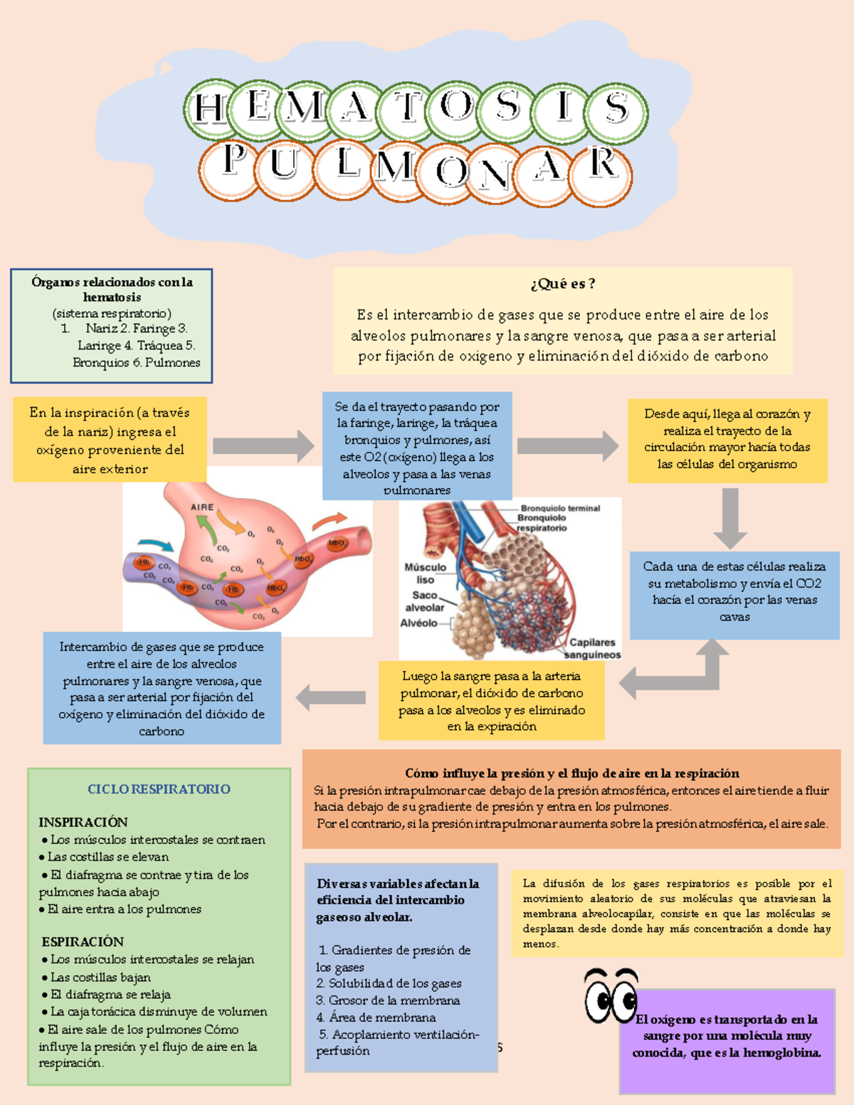 INFOGRAFIA DE HEMATOSIS PULMONAR CLASIFICACION Y FUNCIONES PRINCIPALES DE LA HEMATOSIS - LILIANA ...