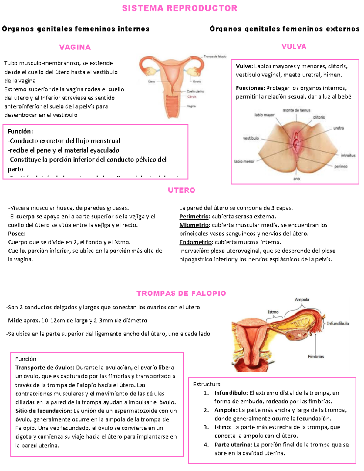 Sistema Reproductor Resumen - Vulva: Labios mayores y menores, clítoris ...