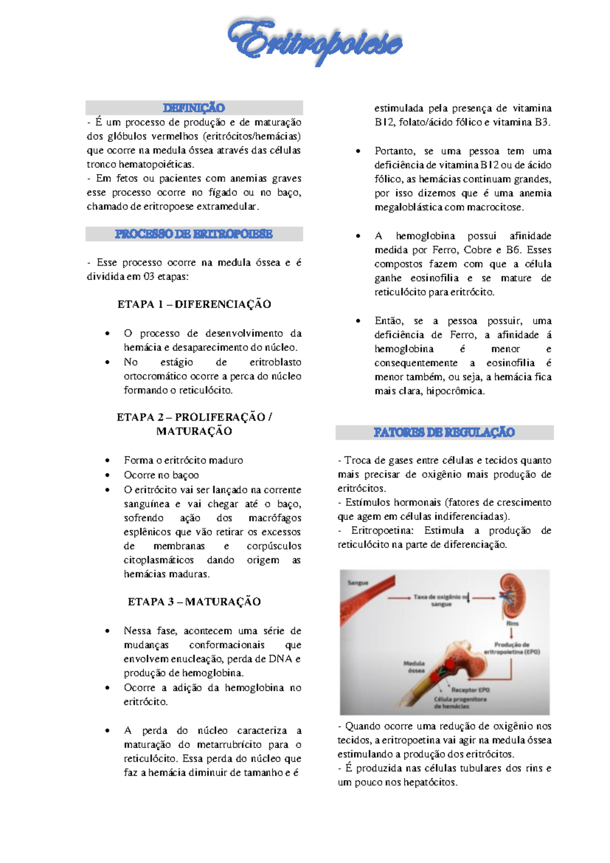 Eritropoiese: Resumo Completo des Etapas e Funções dos Eritrócitos ...