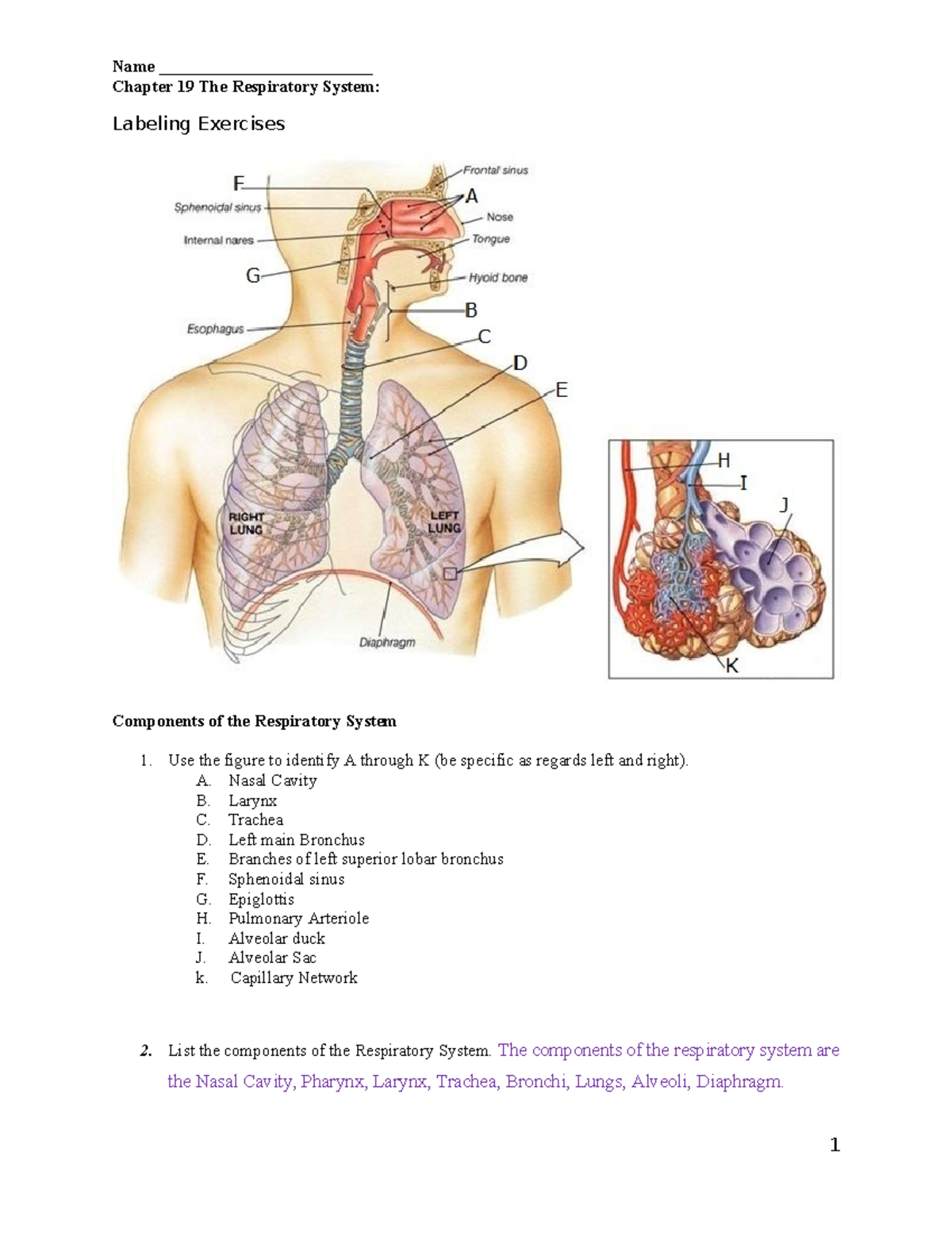 BIO116118 Chapter 19: Respiratory System Labeling Exercises - Studocu