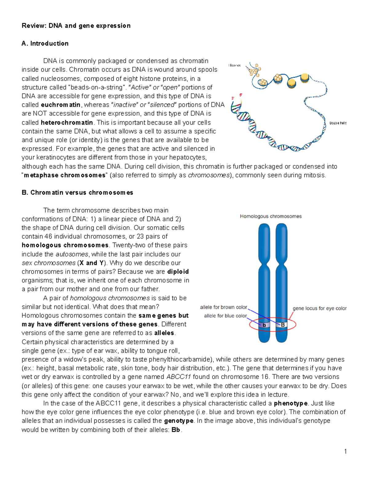 Lecture 3.2: Genetics Overview - DNA, Chromatin, and Gene Expression ...