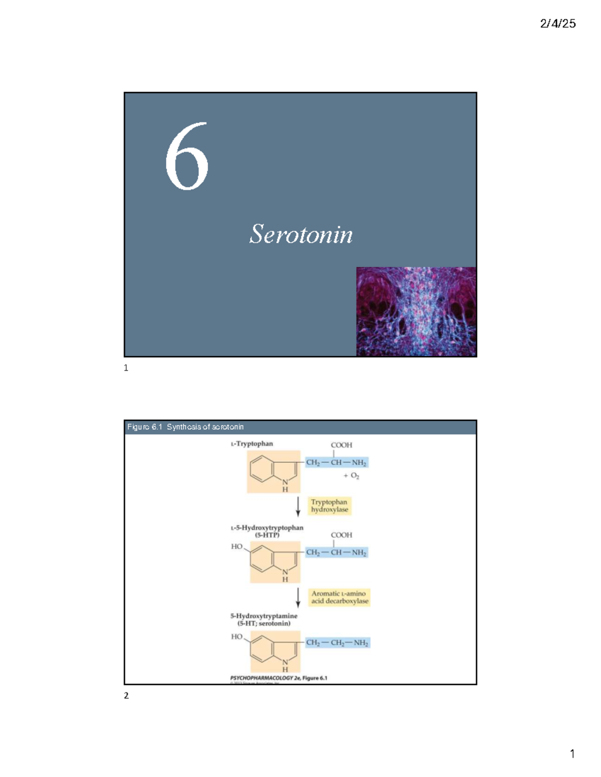 Lecture 5: Serotonin Synthesis, Release, and Behavioral Implications ...