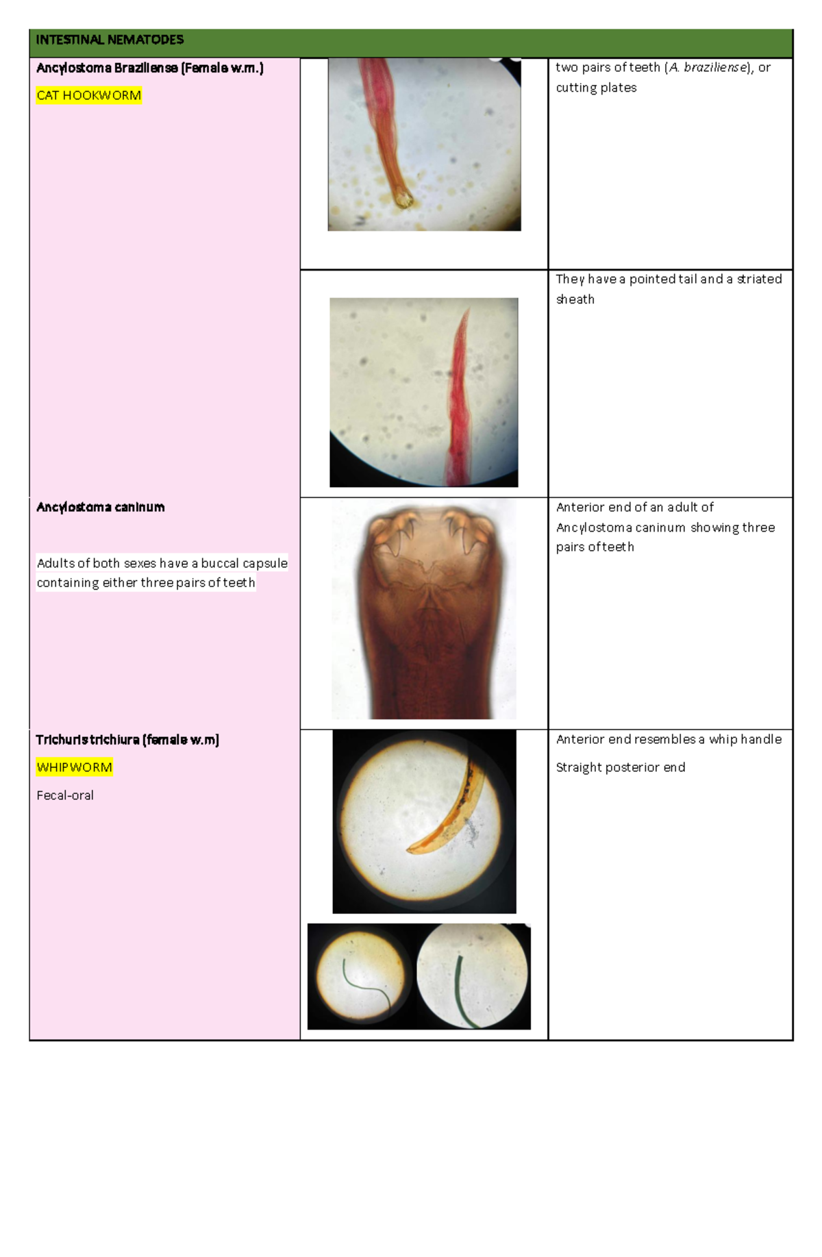 Intestinal Nematodes Overview and Key Characteristics - Studocu