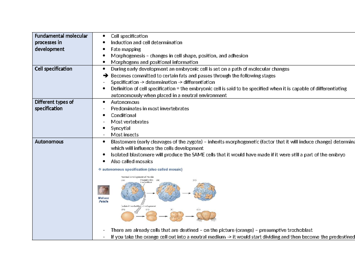 Cell Specification and Morphogenesis: Lecture 2 Insights - Studeersnel