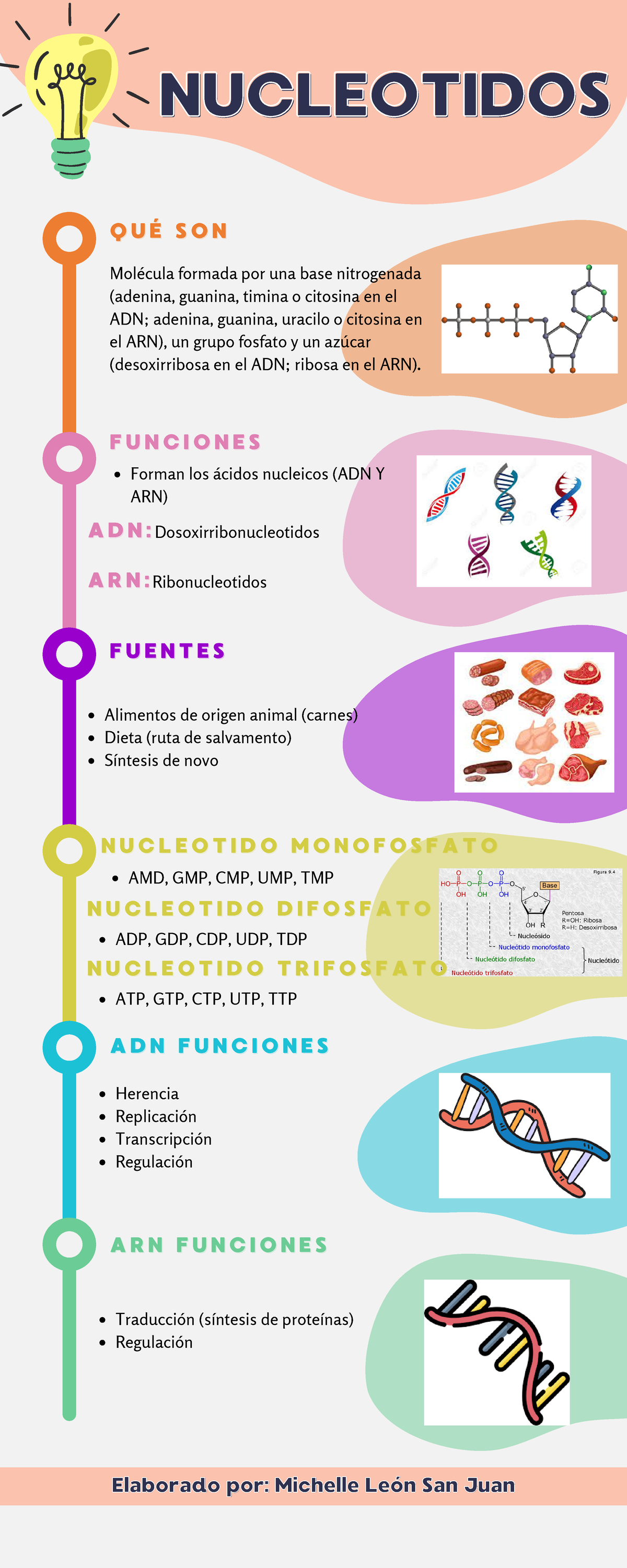 Infografia nucleotidos - NUCLEOTIDOSNUCLEOTIDOS Q U É Q U É S O NS O N ...