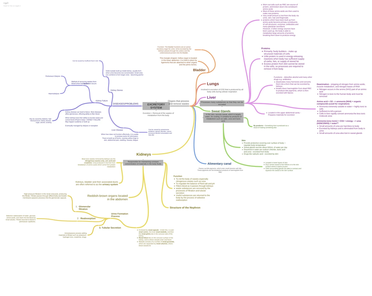 11 Aehby - Digestive System Mind Map Overview and Functions - Studocu