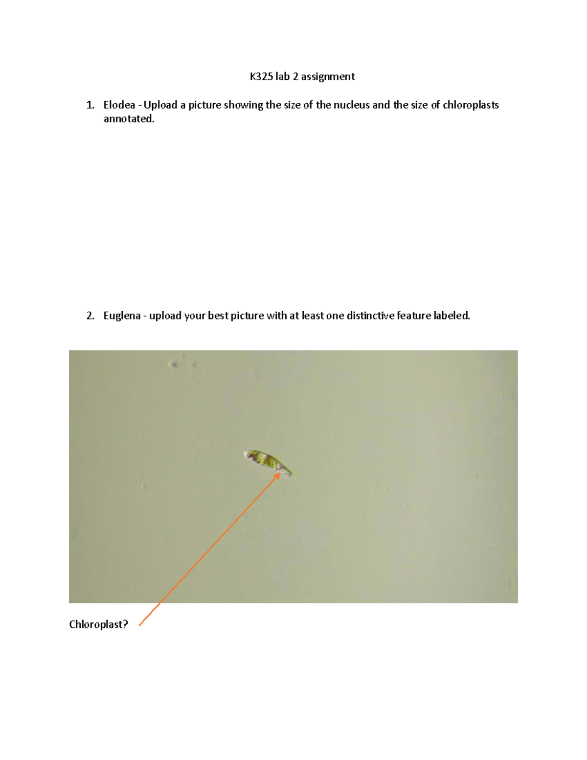 K325 Lab 2 Assignment: Microscopy and Cell Size Analysis - Studocu