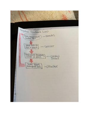 Mod04 Assignment: Coding Exercises Worksheet Overview and Scenarios - Studocu