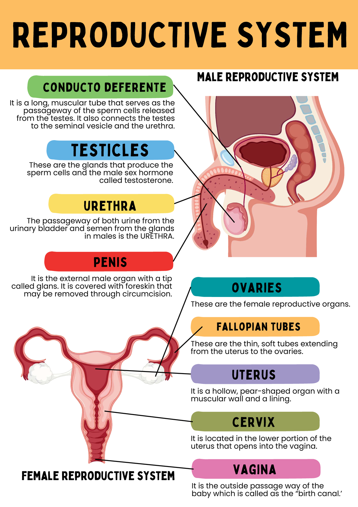 Sistema Reproductor: Conducto Deferente y Órganos Masculinos - Studocu