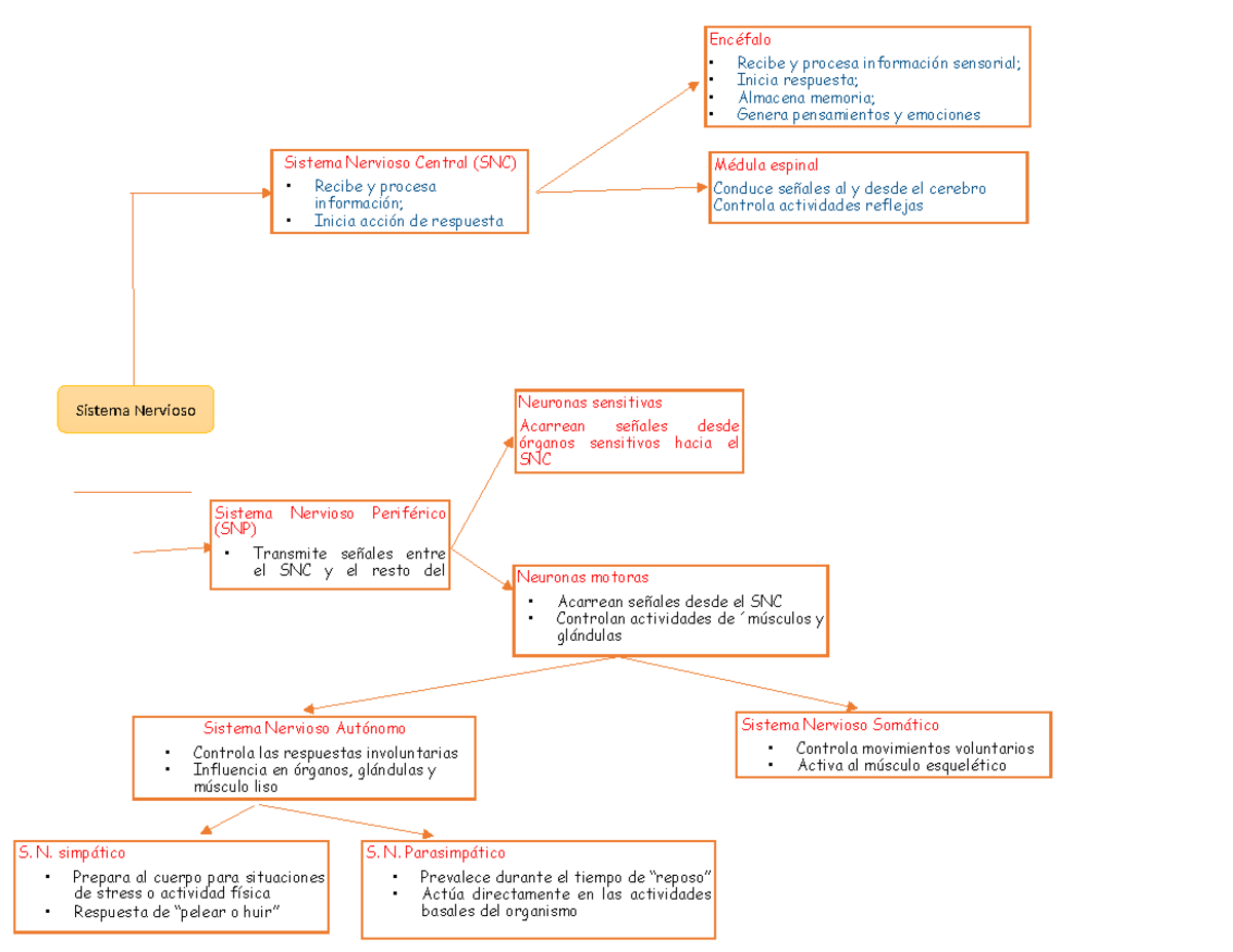 Sistema Nervioso: Mapa del SNC y SNP - Funciones y Estructuras - Studocu