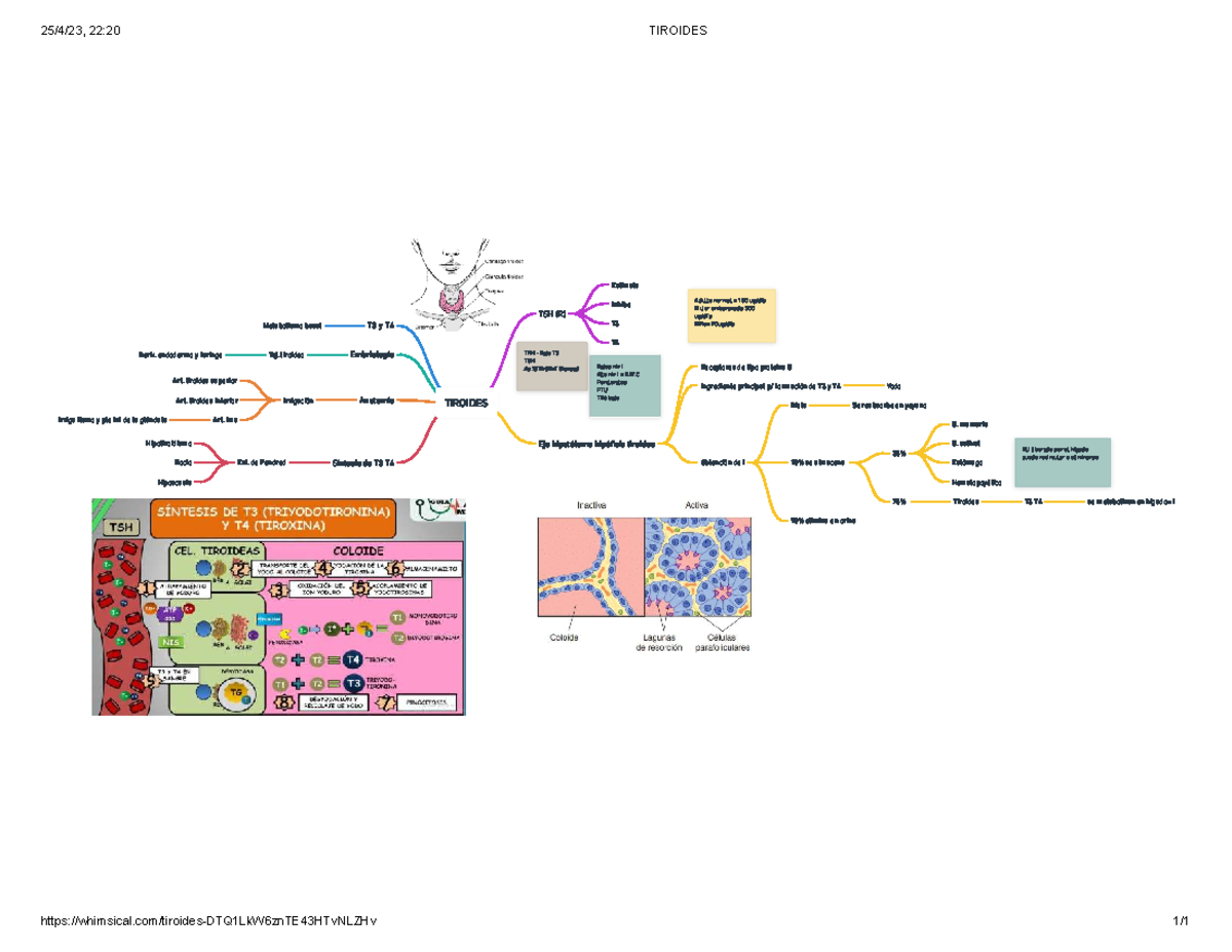 22:20 TIROIDES - Mapa Mental sobre Funciones y Regulación T3 y T4 - Studocu