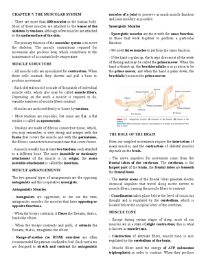 Anterior and Posterior Regions - ANTERIOR REGIONS For the Cephalic or ...