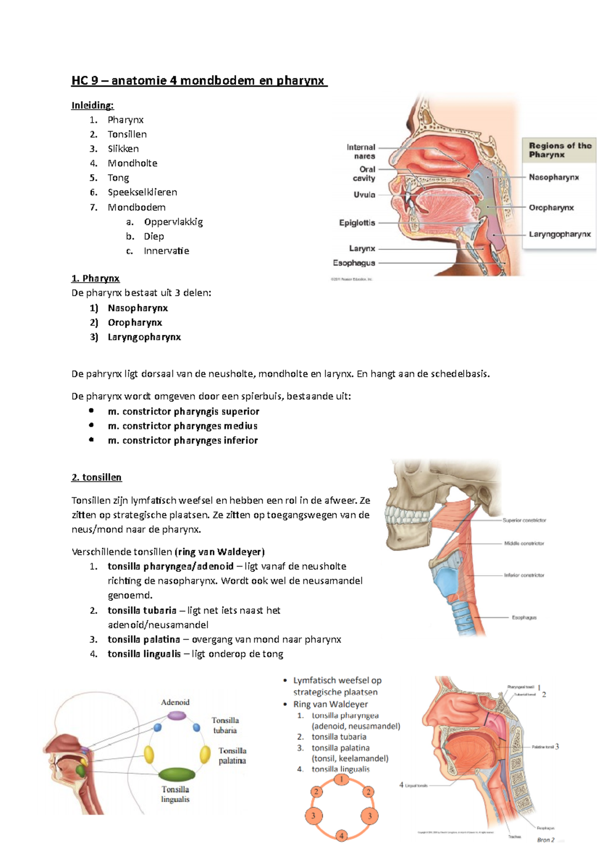 HC 9 – Anatomie 4: Mondbodem en Pharynx Structuren en Functies ...