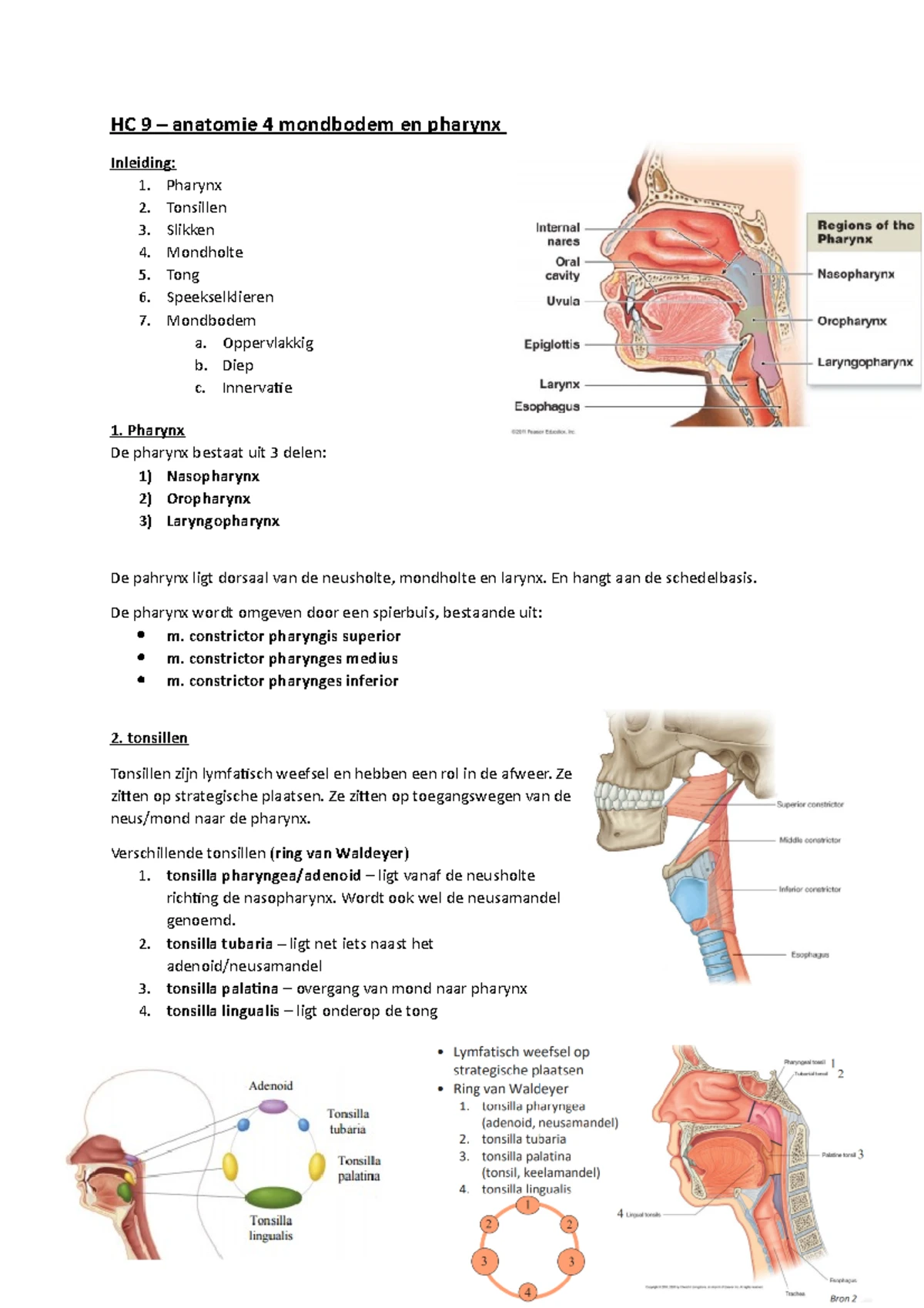 HC 9 – anatomie van rug en wervelkolom - GNK 2 blok 1 ZHB 2 HC 9 ...