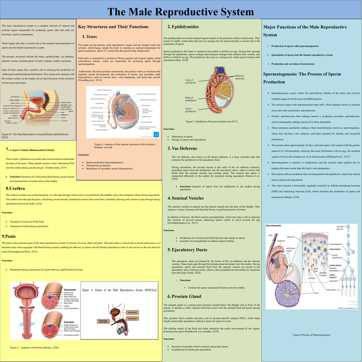 Anatomy of the Male Reproductive System: Key Structures & Functions ...