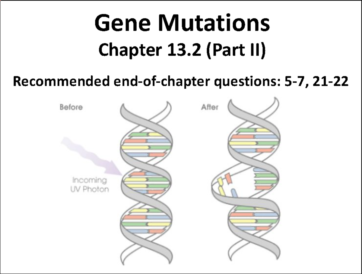 Biology 101: Chapter 13.2 - Understanding Gene Mutations - Studocu