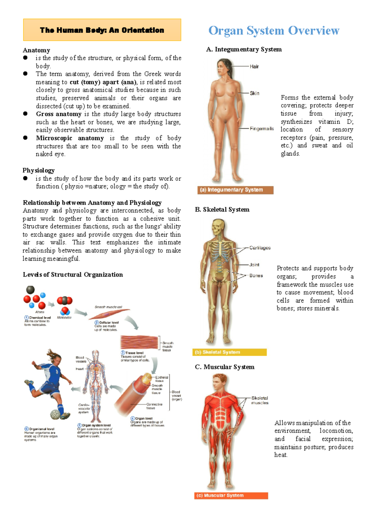 ANAP 101: Comprehensive Notes on Anatomy & Physiology Concepts - Studocu