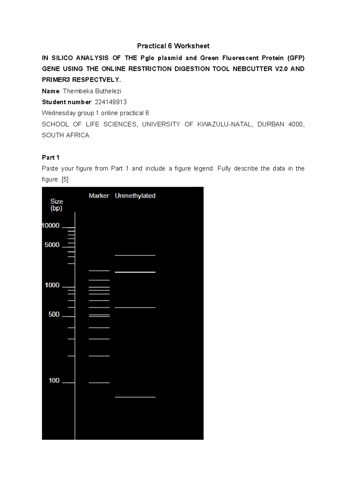 Practical 6 Worksheet: In Silico Analysis of Pglo Plasmid & GFP Gene ...