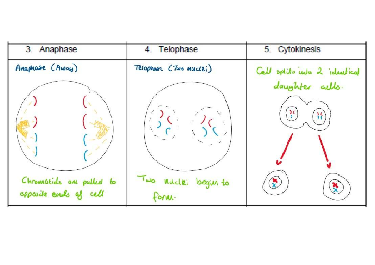 SC Mid Year Notes Final - Cell Division & Genetics - Studocu