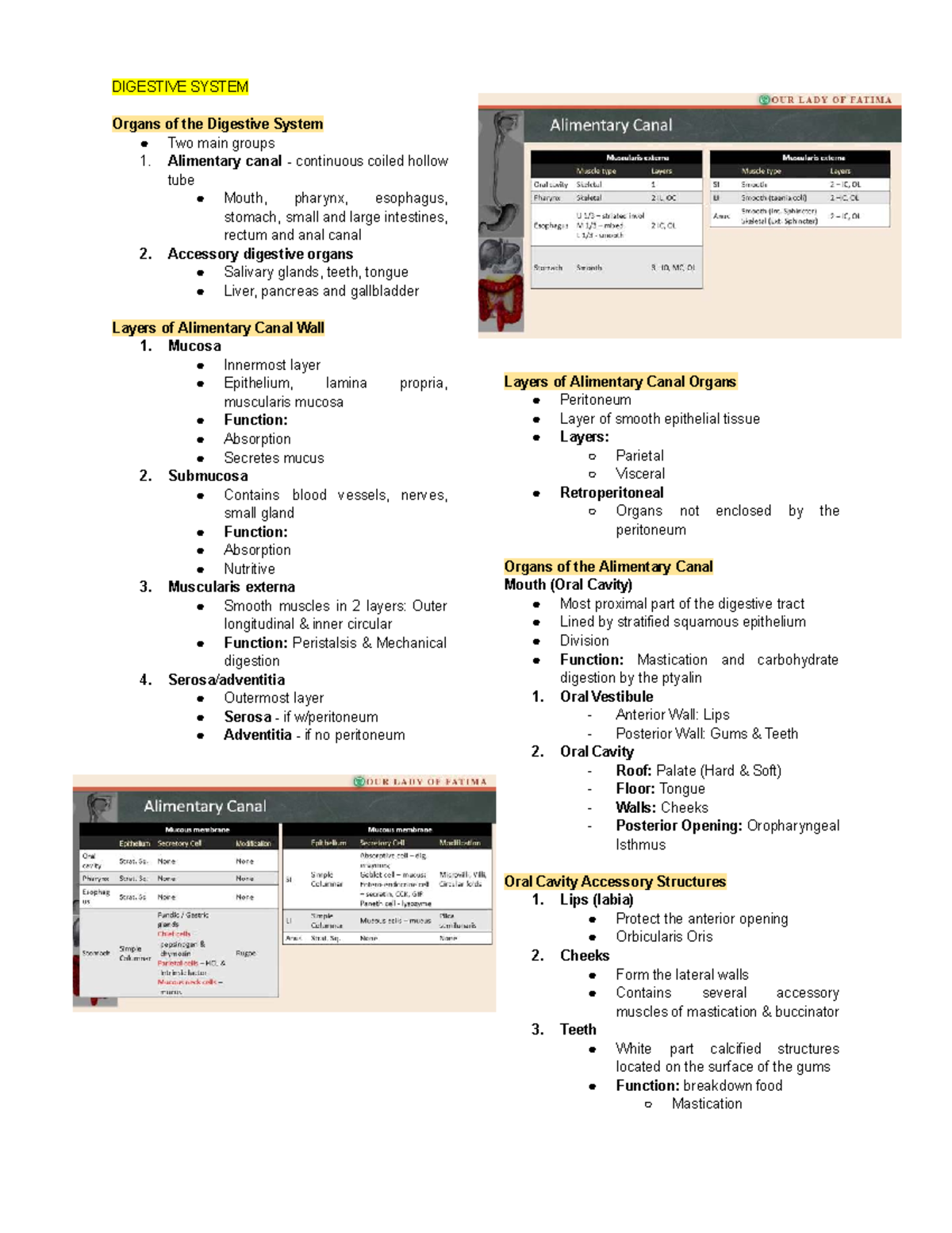 DIGESTIVE SYSTEM ANATOMY: Organs & Functions Overview - Studocu