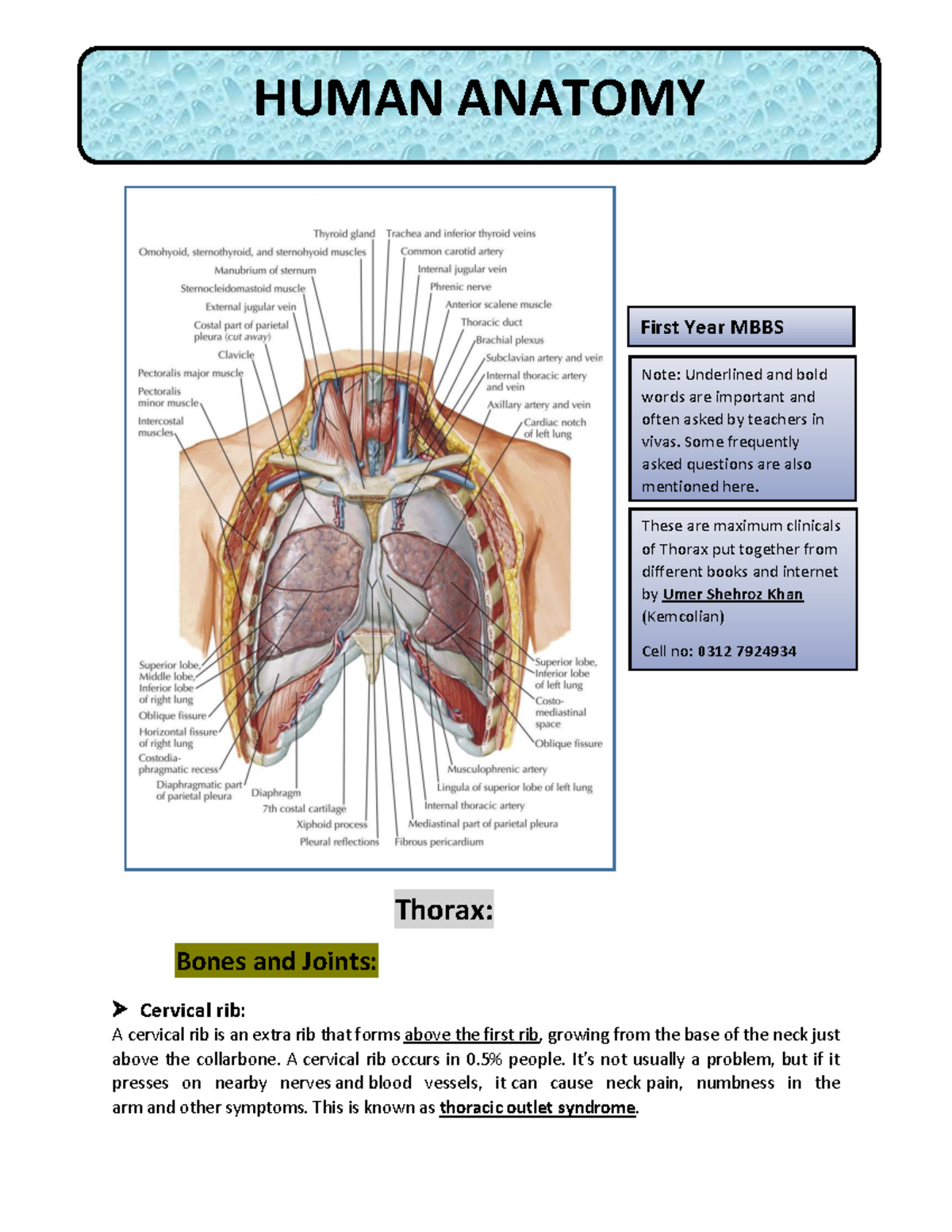 HUMAN ANATOMY: Thorax Clinicals Notes for 1st Year MBBS - Studocu