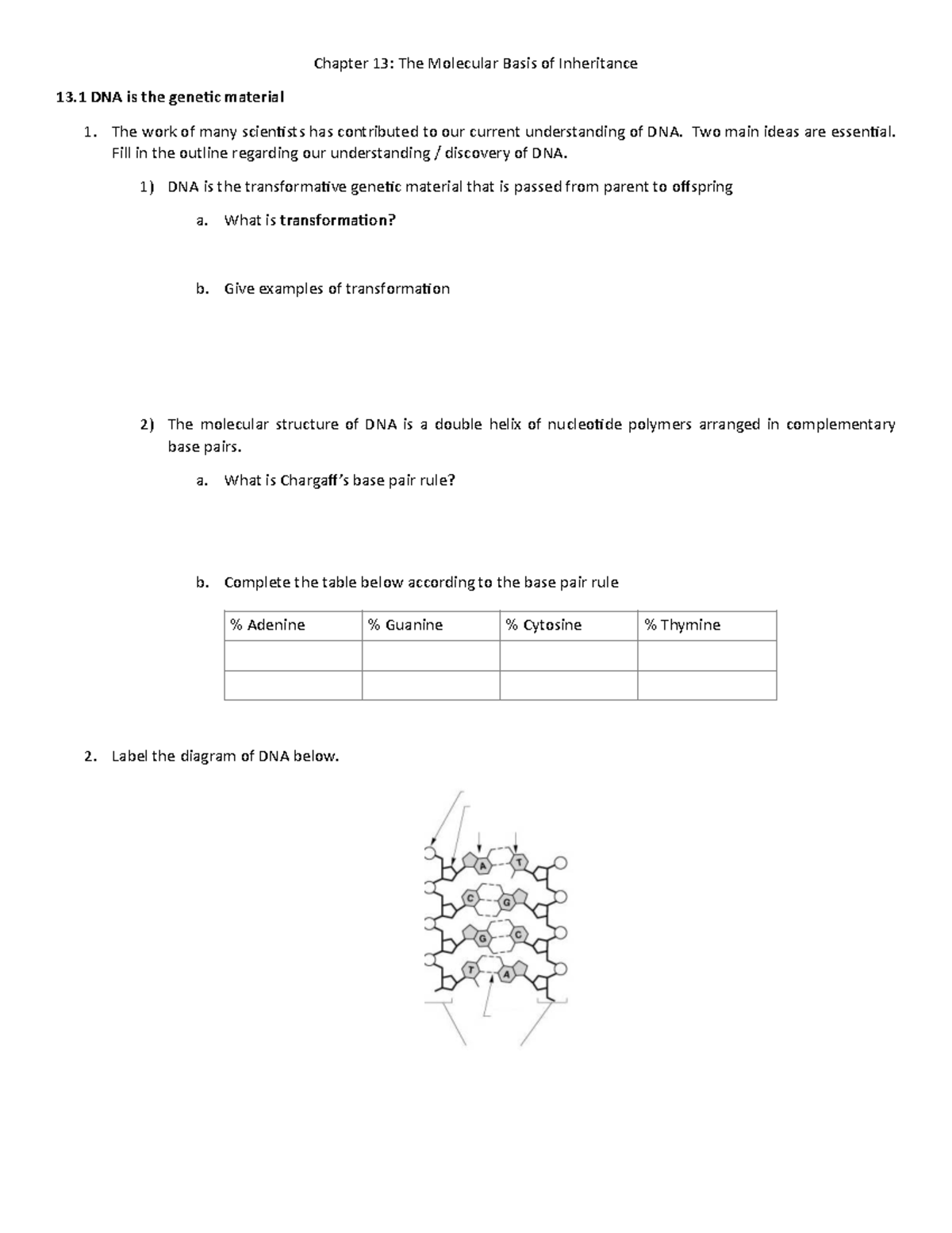 Chapter 13: Molecular Basis of Inheritance Reading Guide - Studocu