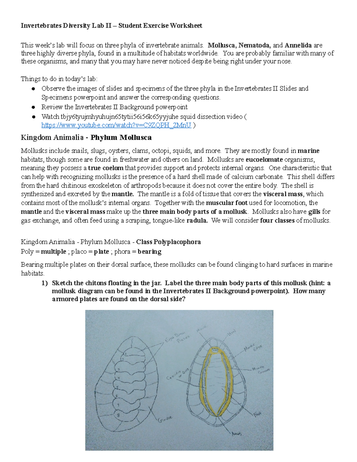 Invertebrate Diversity Lab II (Bio 203): Mollusca and Annelida Exercise ...
