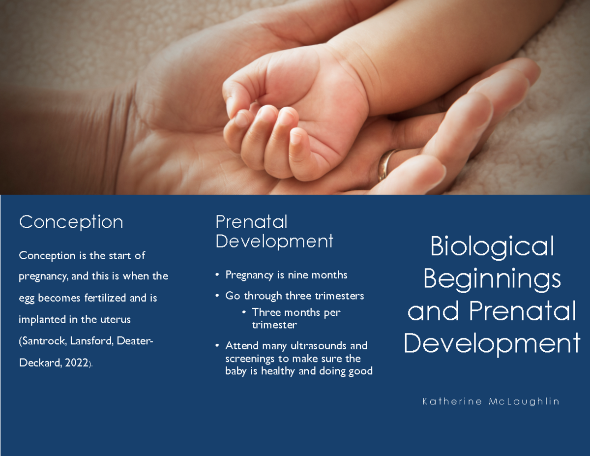 Beginnings and development - Biological Beginnings and Prenatal ...