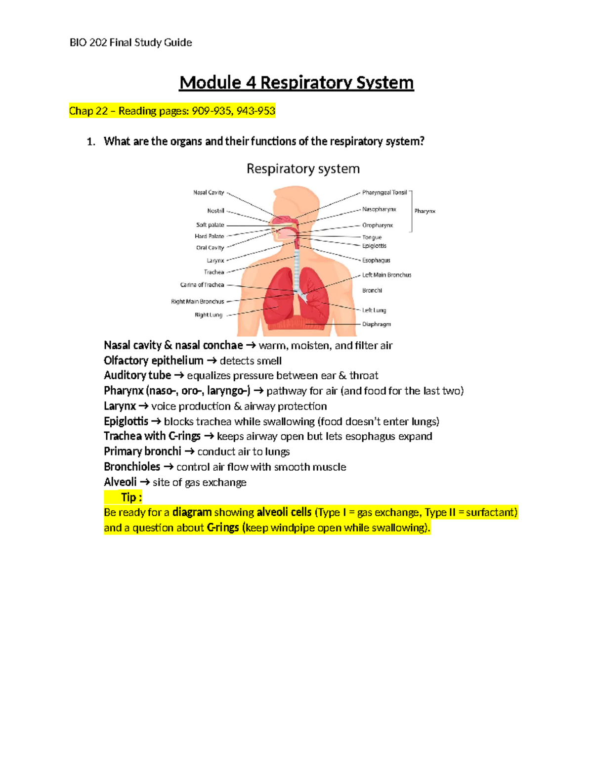 BIO 202 Final Study Guide: Respiratory & Digestive Systems Overview ...