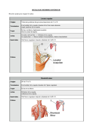 Fiche myologie inf - Membre inférieur – Pr TROST Fiche réalisée par ...