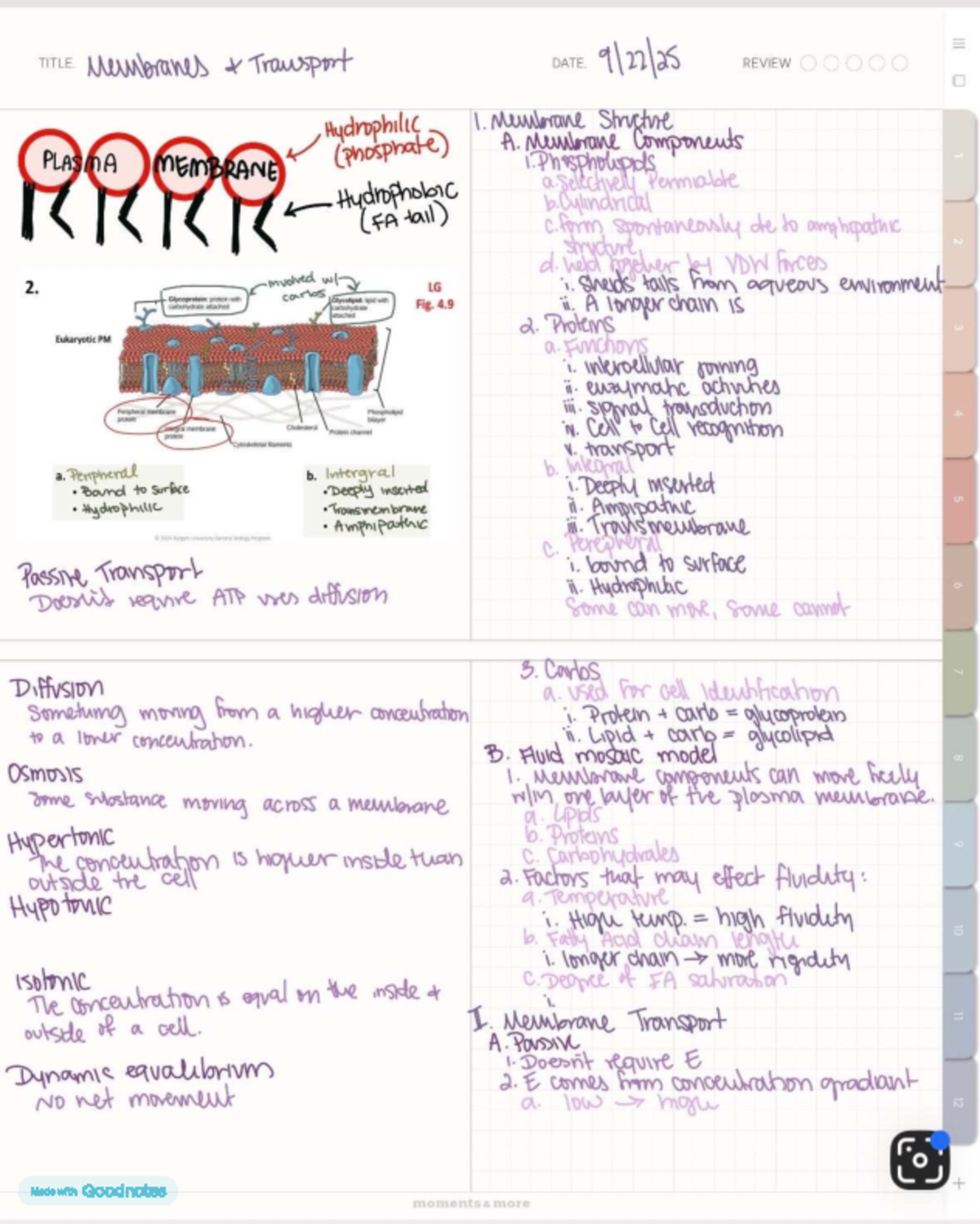 Biology 101: Membrane Transport & Metabolism Review Notes - Studocu