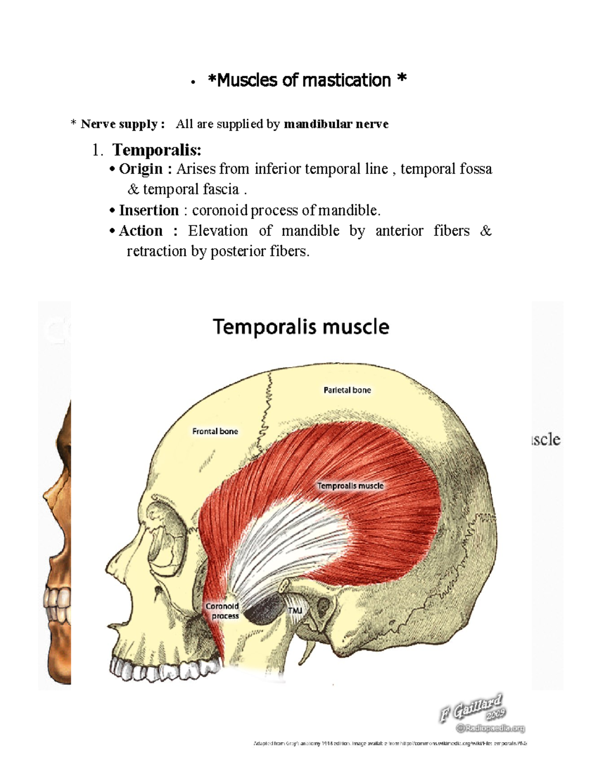 Muscles of Mastication - Anatomy and Function Summary - Studocu