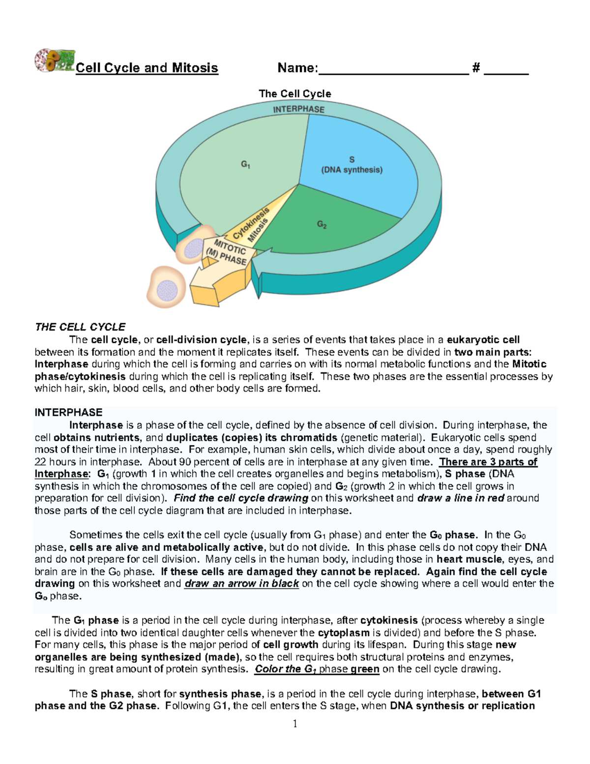 [5.2 Cell cycle, Mitosis, Meiosis intro worksheet - Cell Cycle and ...