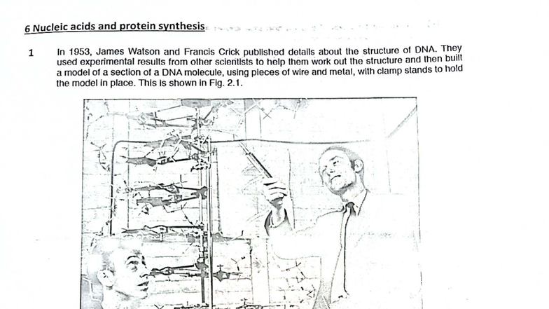 6 Nucleic Acids & Protein Synthesis: DNA Structure Insights - Studocu
