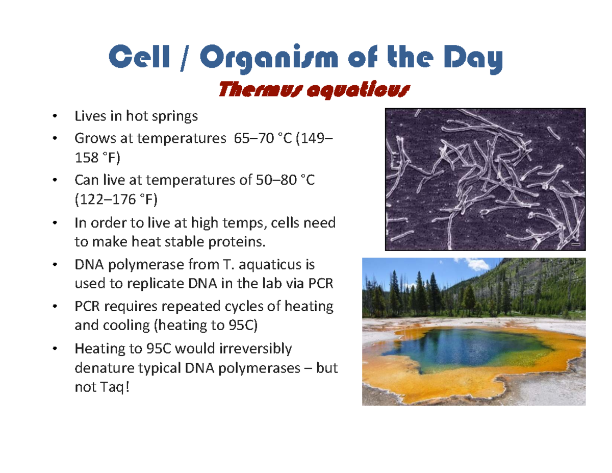 L19 Week 10: DNA Replication - Class Slides on Thermus aquaticus - Studocu