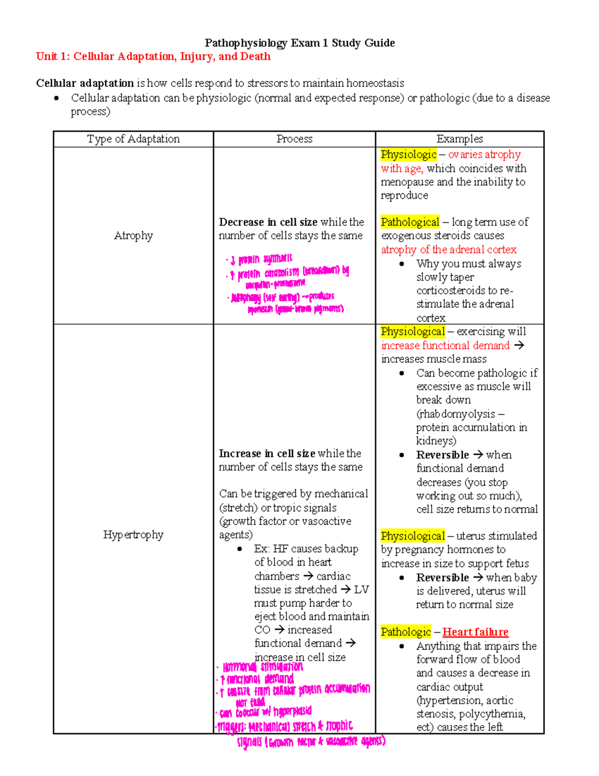 Pathophysiology Exam 1 Study Guide: Cellular Adaptations and Injuries - Studocu