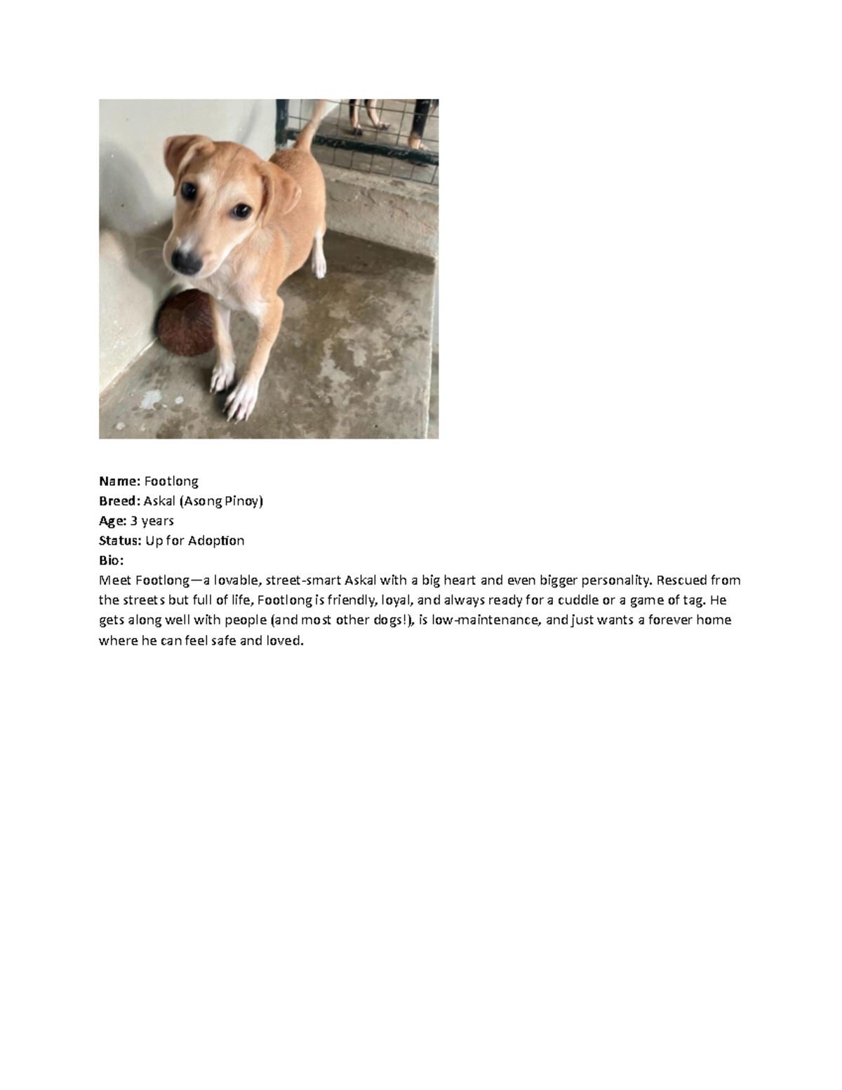 Pusat Asong Gala: Adorable Askal & Puspin Pets Up for Adoption - Studocu