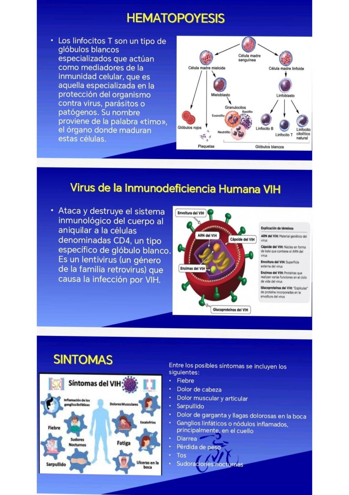 Diapositivas HIV Hep - Sisdjdb - HEMATOPOYESIS Los linfocitos T son un tipo de glóbulos blancos ...