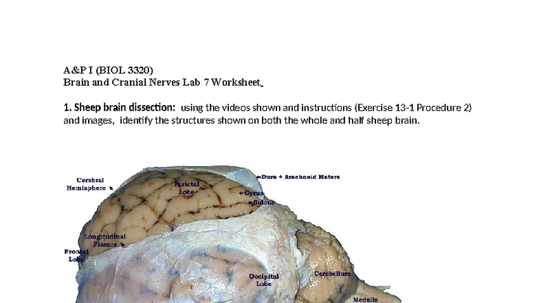Lab 7 (BIOL 3320) Sheep Brain Dissection & Cranial Nerves Worksheet ...