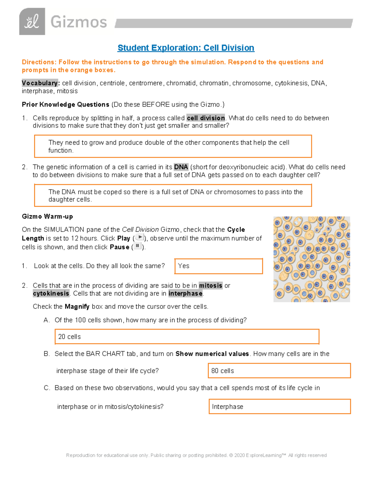 Cell Division Gizmo - Student Exploration: Cell Division Directions ...