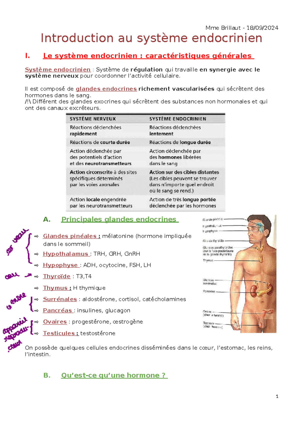 Système endocrinien I - Cours complet sur les glandes et hormones - Studocu