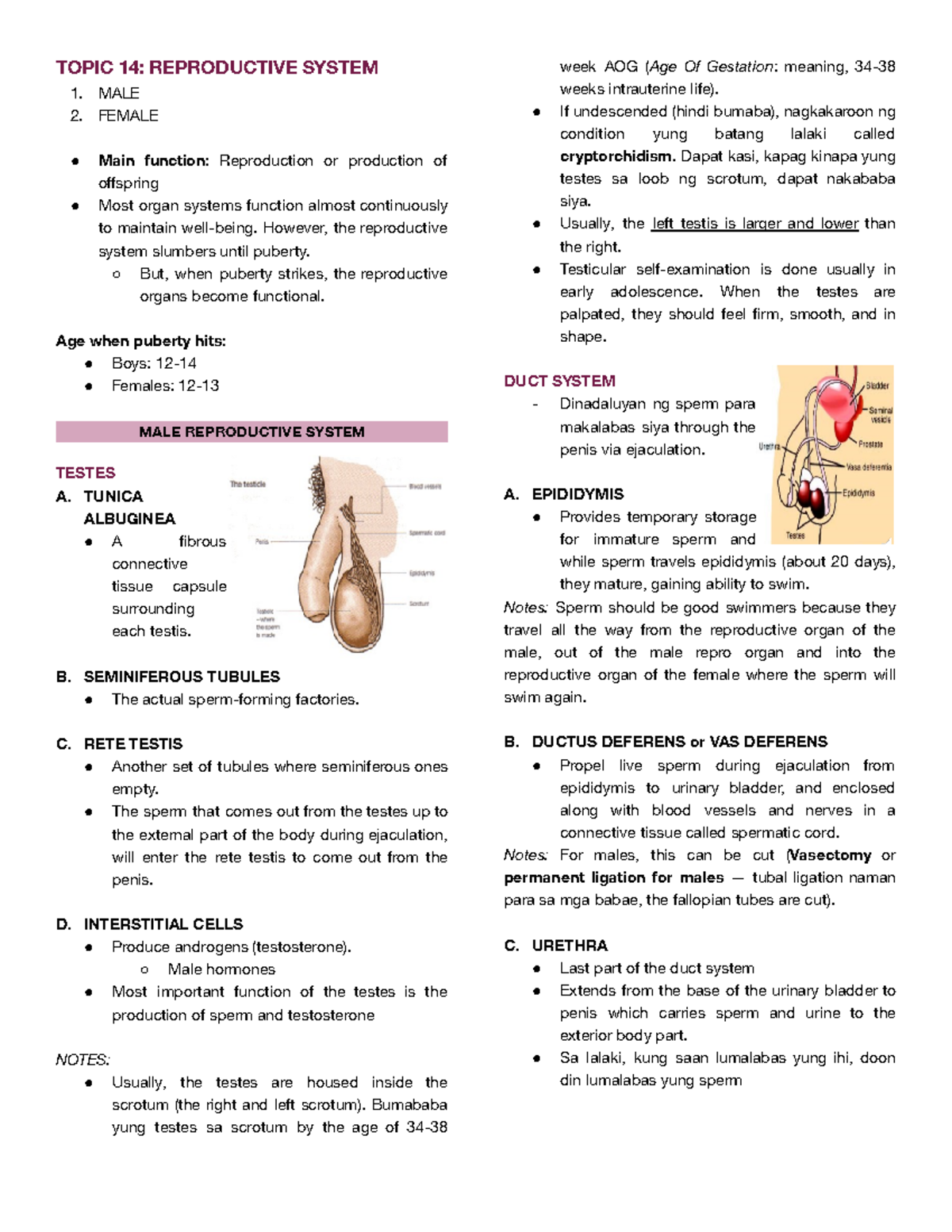 Reproductive- System - TOPIC 14: REPRODUCTIVE SYSTEM 1. MALE 2. FEMALE ...