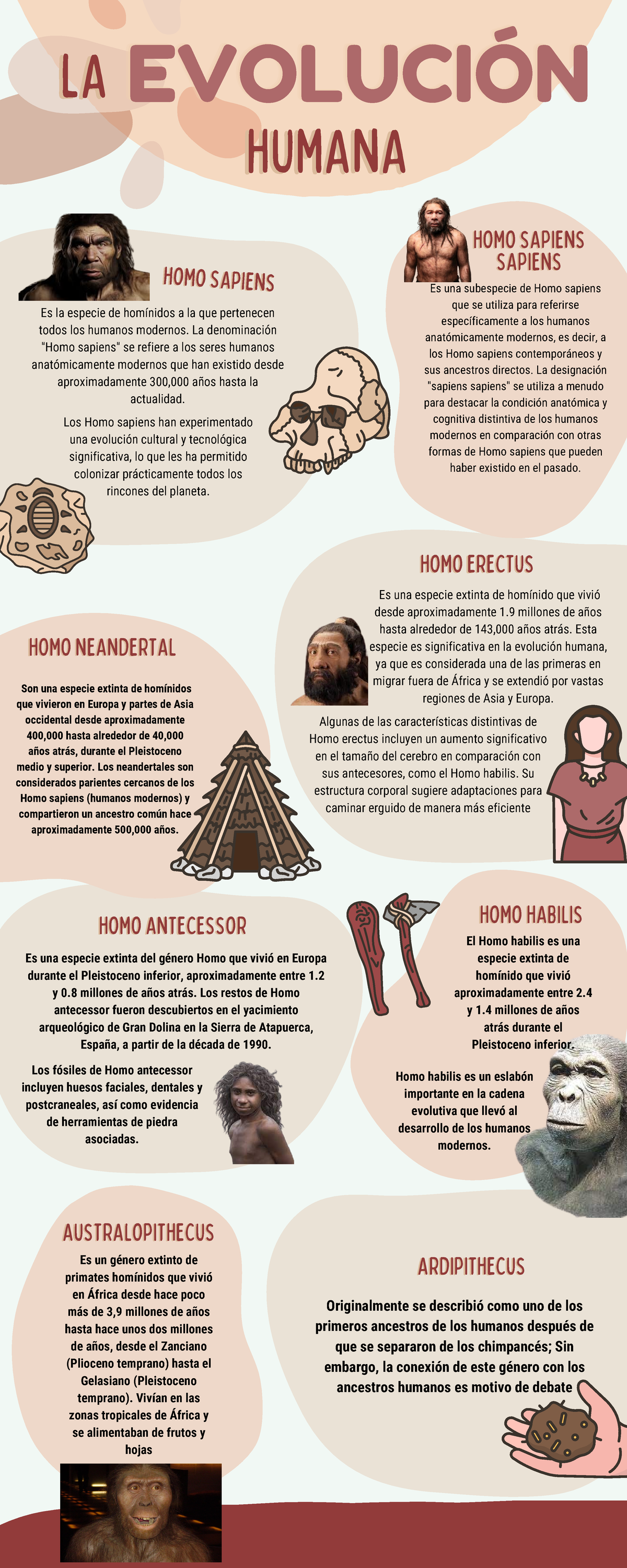 Infografia evolucion humana ilustrado colores neutrales ...