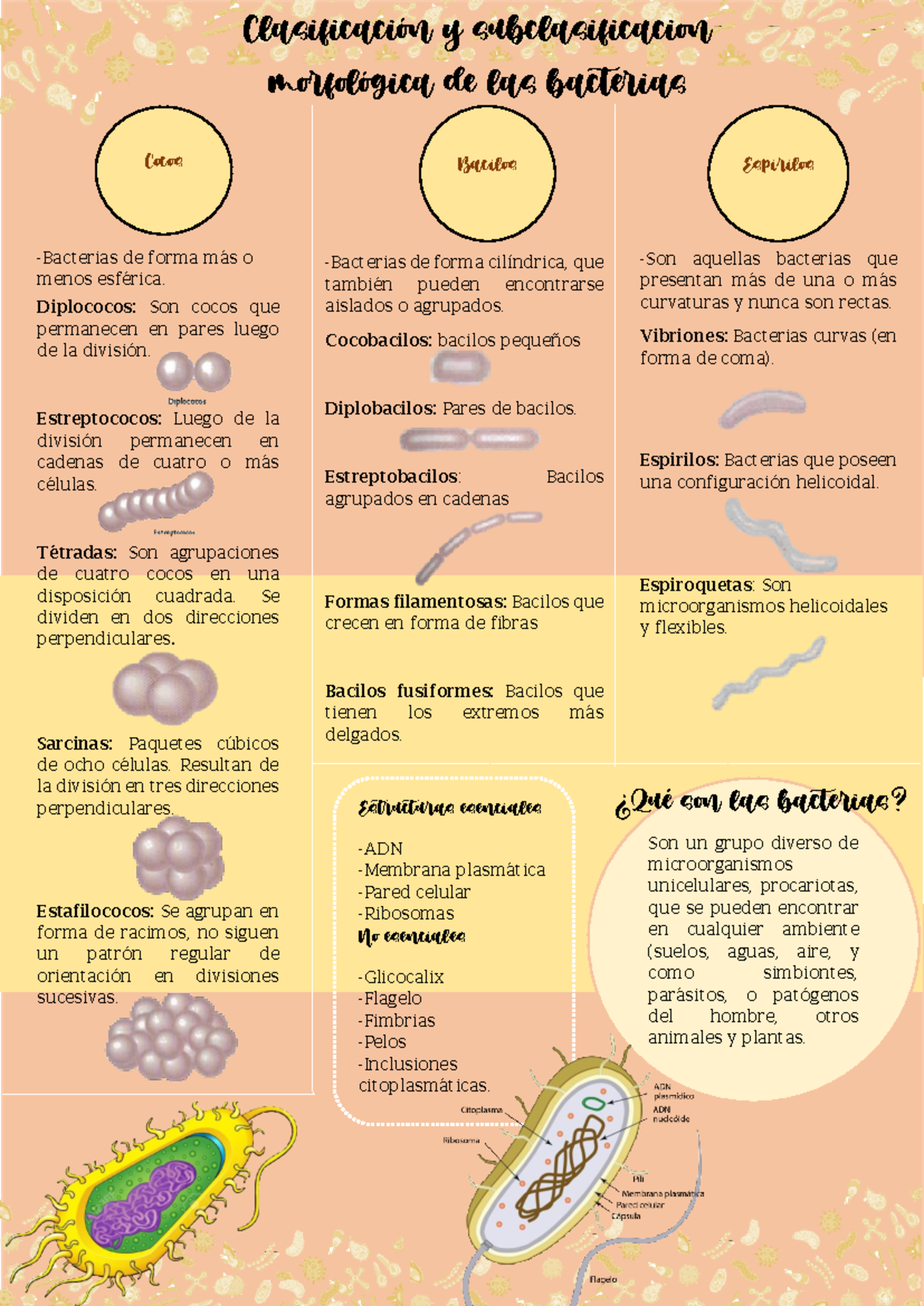 Infografia Bacterias - h Cocos Bacilos Espirilos -Bacterias de forma ...