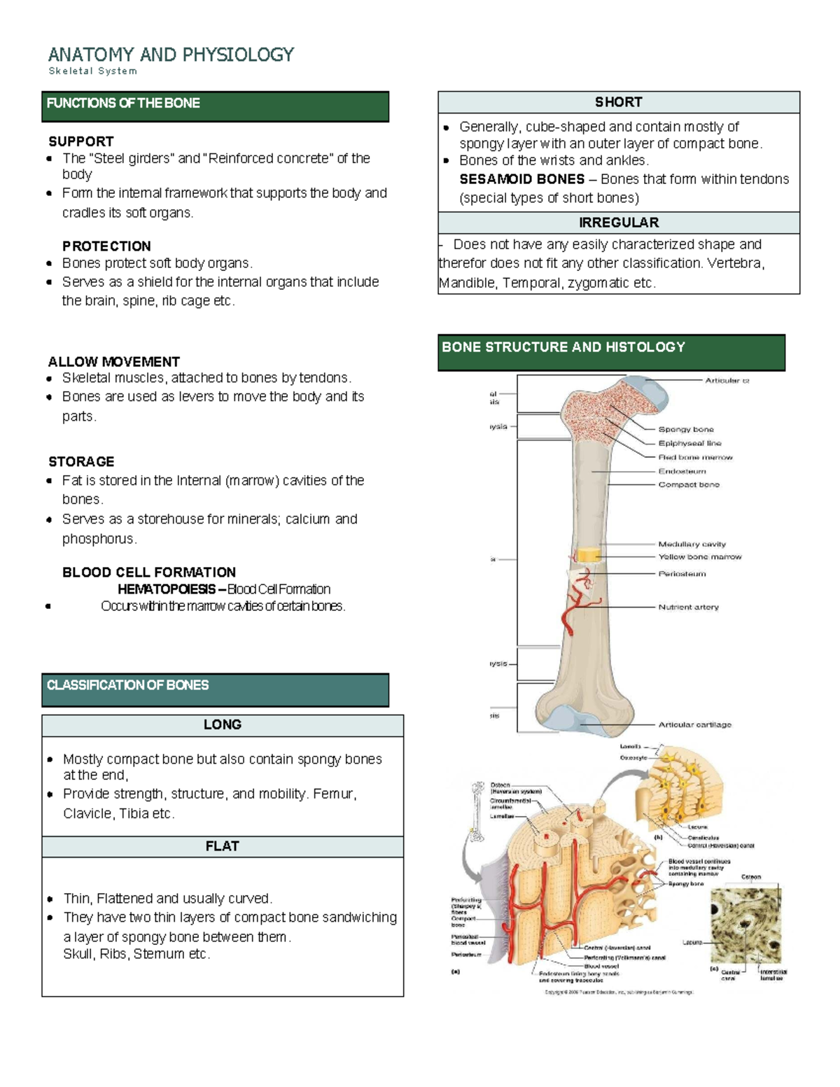HAPA112 Anatomy and Physiology: Skeletal System Overview - Studocu
