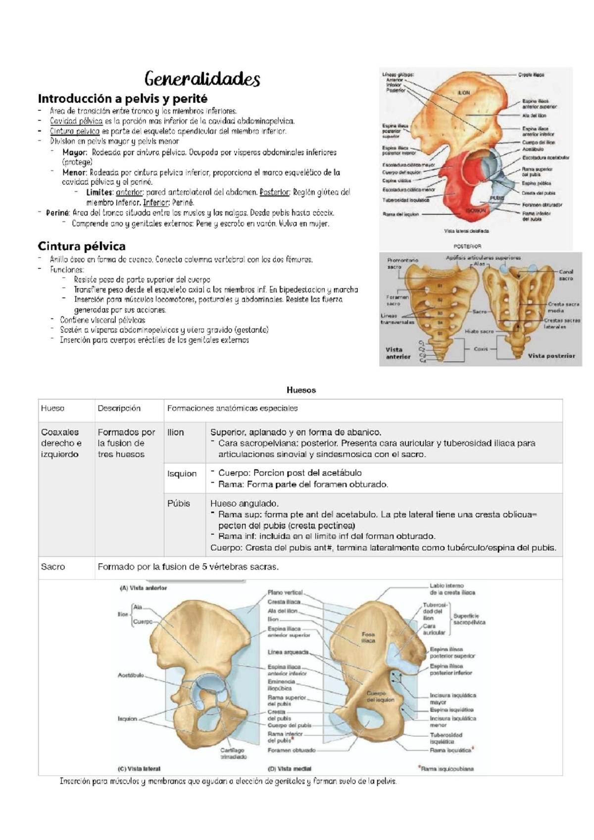Introducción a la Pelvis y Periné - Anatomía - Studocu