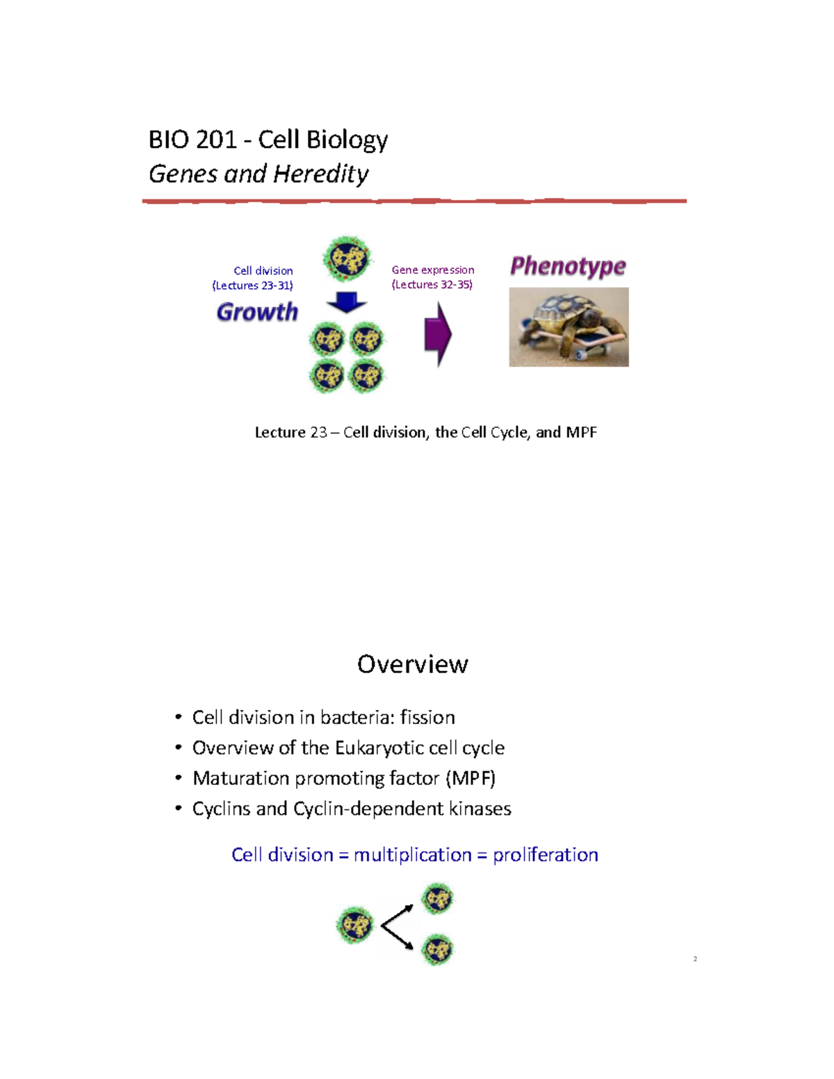 BIO201 Lecture 23: Cell Cycle, Cell Division, and MPF Overview - BIO ...